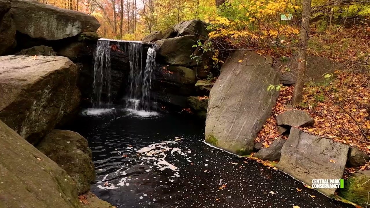 11 Hours of Ambient Central Park Scenery & Nature Sounds