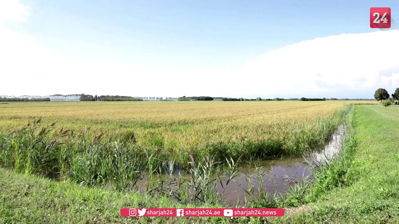 Drip irrigation emerges to solve the rice paddy problem