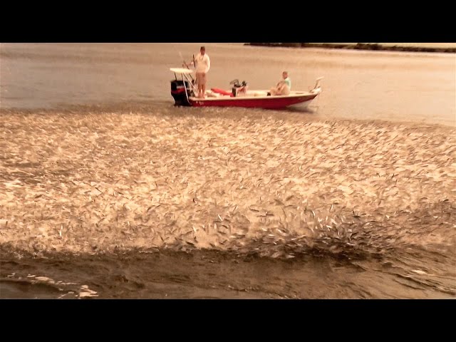 Mullet Migration - The Awesomer