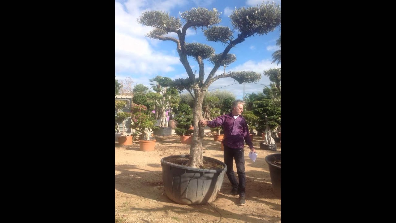 Olive Trees For Sale.