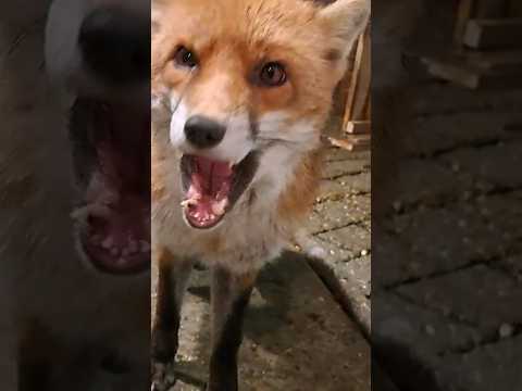 Such a gentle fox is Basil 🥰 Full video 9pm BST