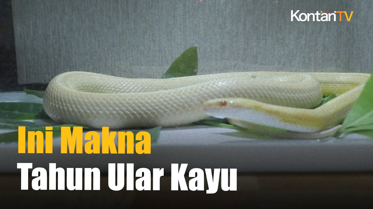 Ini Makna Tahun Ular Kayu pada Imlek 2025, Muncul 60 Tahun Sekali | KONTAN News