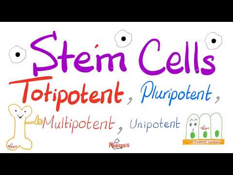 Stem Cells Types (Totipotent, Pluripotent, Multipotent, and Unipotent) | Teratogens | Biology