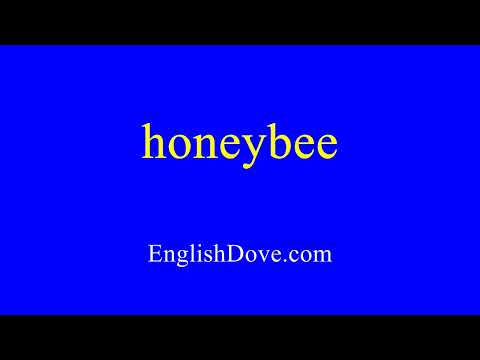 How to pronounce honeybee in American English