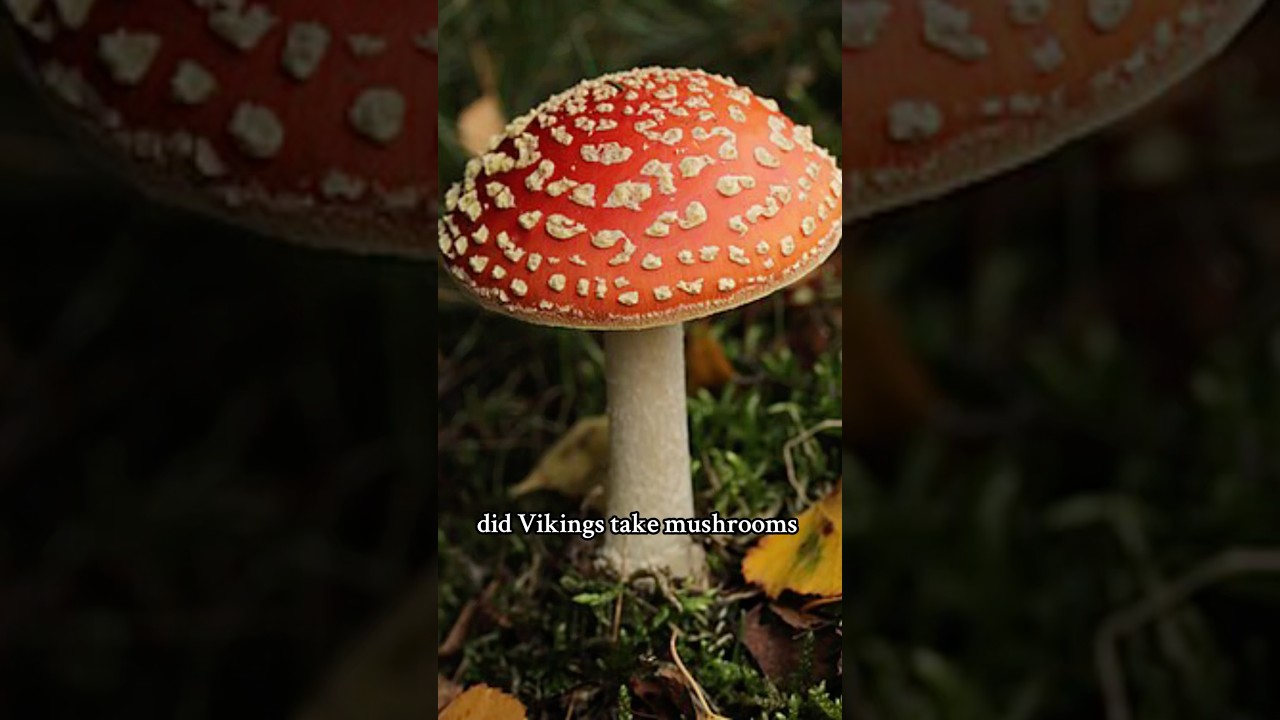 Did the Vikings take mushrooms #vikings #history #mushroom #historical #viking