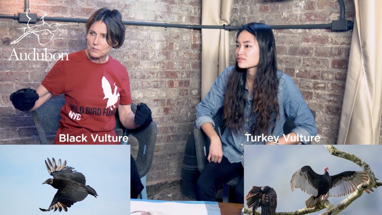 Deep Dive: Vultures