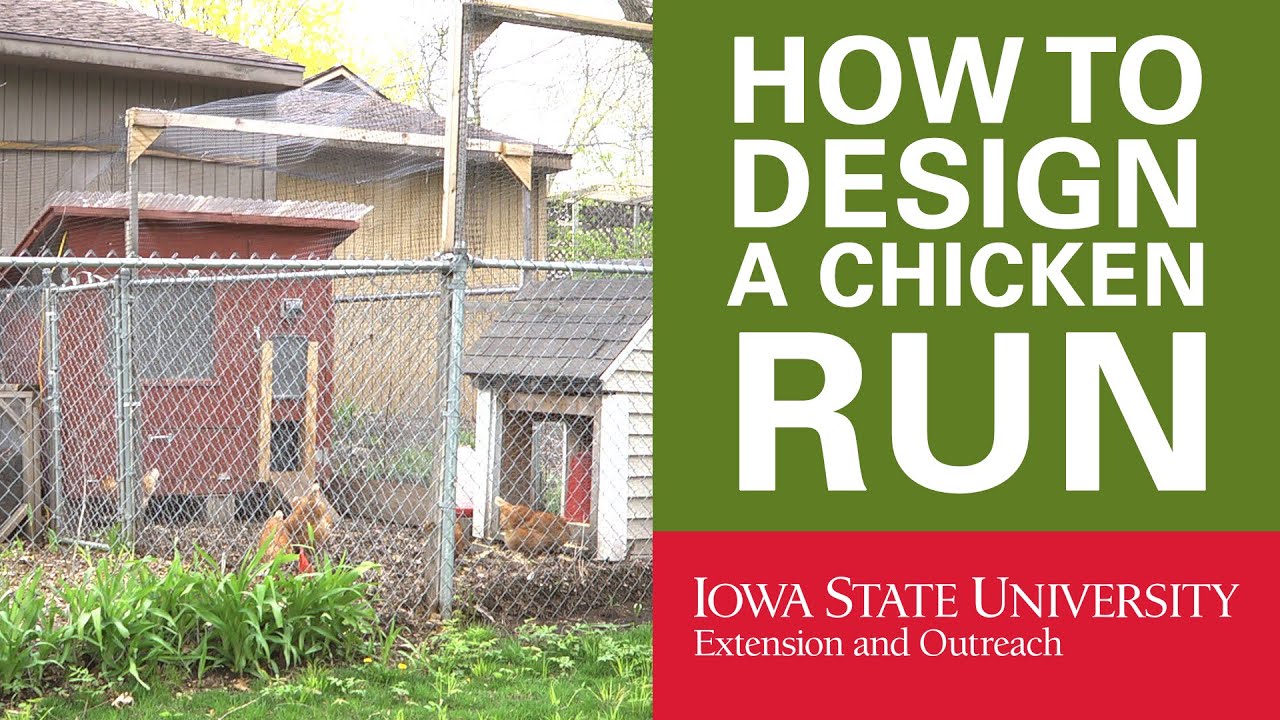 Backyard Chickens: How to Design Your Chicken Run