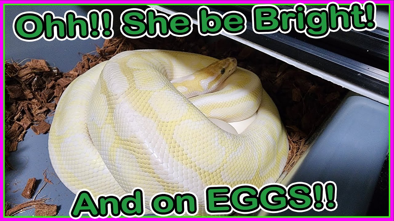 The Brightest Ball Python you will probably ever see