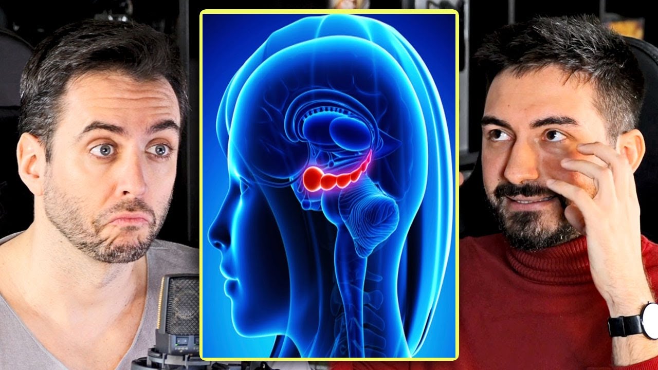 Así funciona la MEMORIA HUMANA - Neurocientífico lo explica de forma fácil