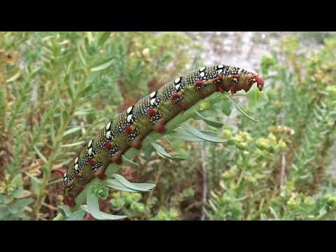 Rare caterpillars on video | Dear Kitty. Some blog