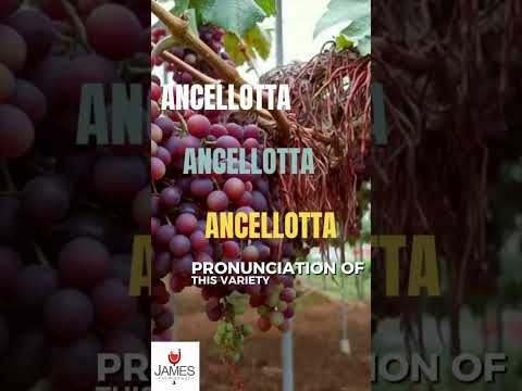 How to Pronounce Ancellotta #howtopronounce #winegrape #ancellotta #shorts
