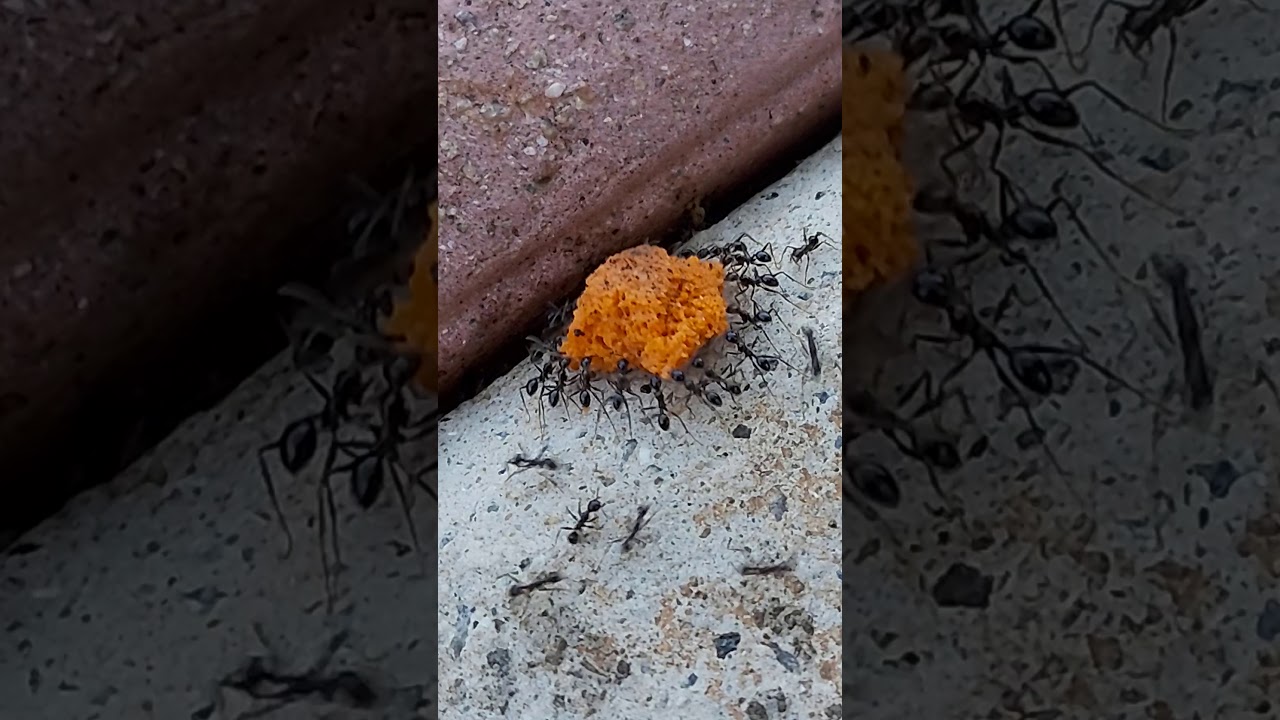 Ants carrying food