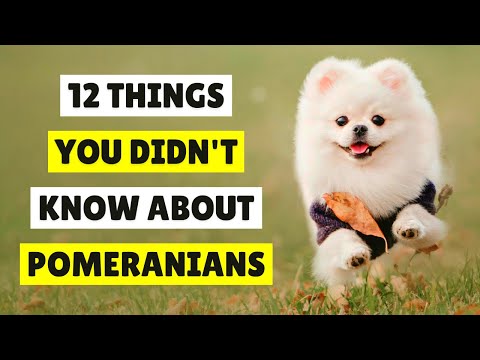 12 Things You Didn't Know About Pomeranian Dogs π₯°