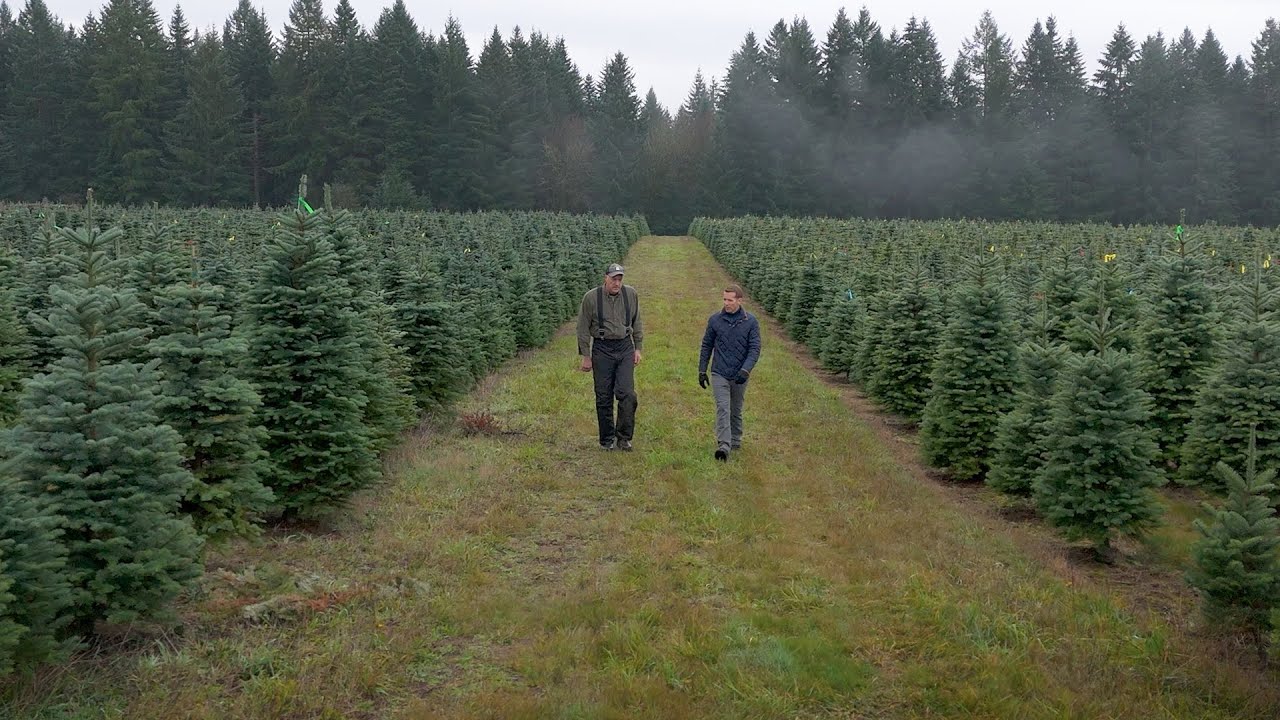 Christmas Trees Feeling Heat: Science Races to Keep Climate Grinch From Stealing a Holiday Tradition