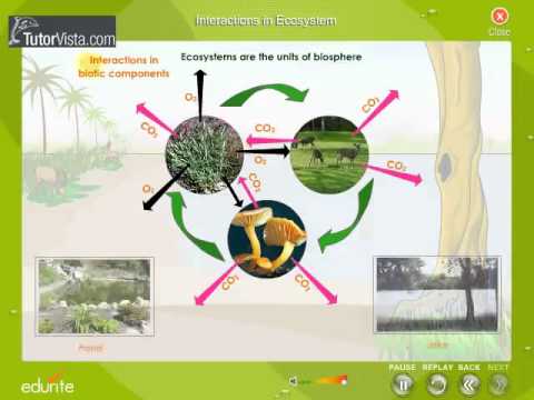 Interaction In Ecosystem