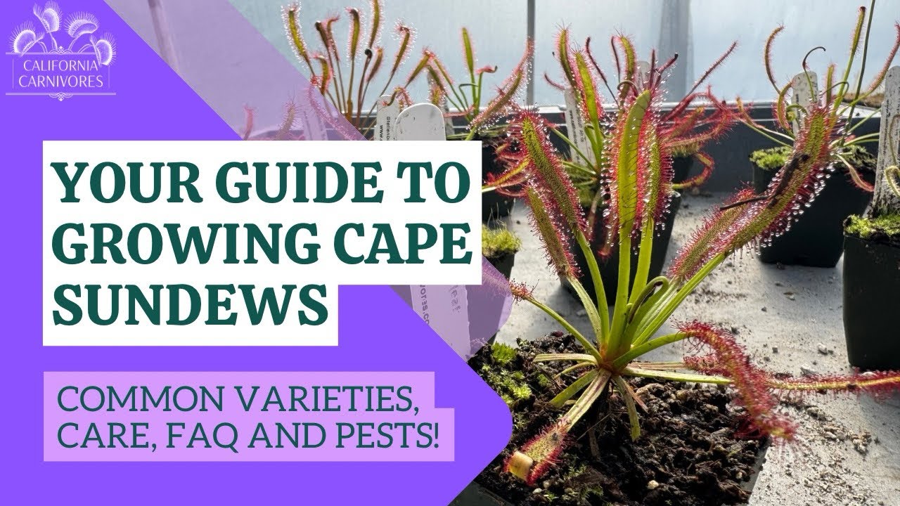 All About Cape Sundews; Varieties, Care, Common Problems and FAQ