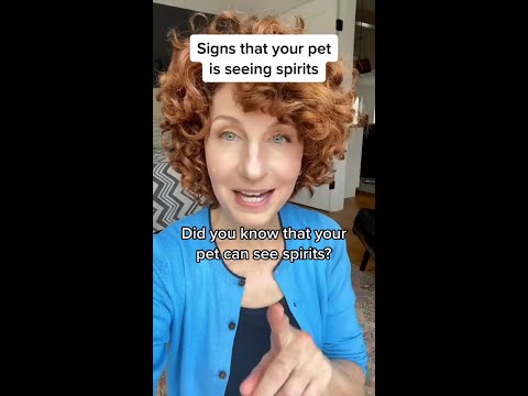 Signs Your Animal is Seeing Spirits