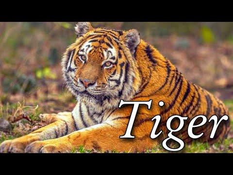 Tiger What We Know So Far. All about Tigers - Interesting Facts