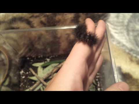 New Saltmarsh Caterpillar Moth Caterpillars!