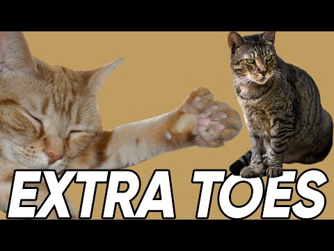 Do You Know These "Extra" Facts About Polydactyl Cats?