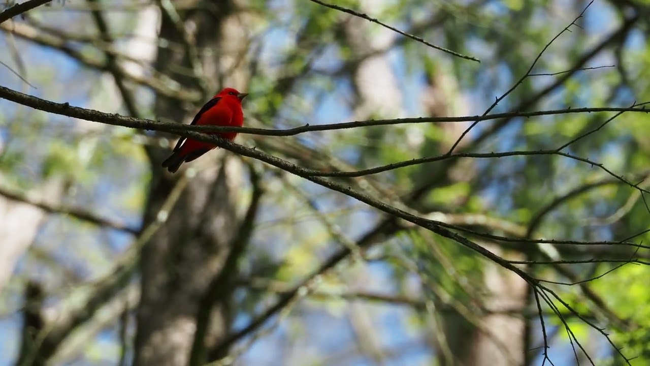 Another Scarlet Tanager!