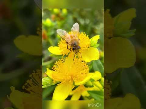 Bee Awesome