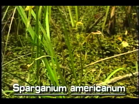 How to identify Bur reed Sparganium americanum