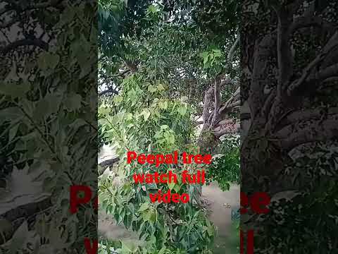 some useful lines about peepal tree #motivation #english #consistency #speakenglish
