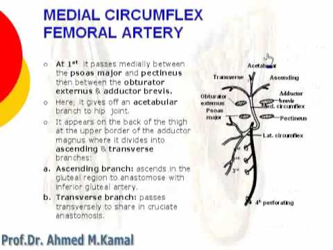 59 Medial circumflex femoral artery
