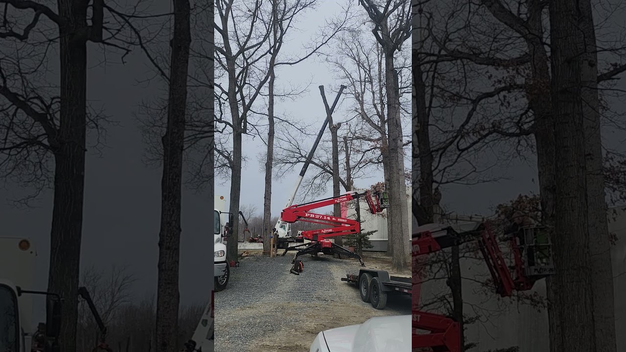 Removal project in Harrington  #treeremovalservices #treeexperts #treeservice