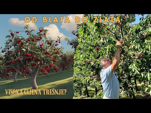 BELGIJSKA TREŠNJA u našem kraju – zašto je CIJENA ove godine REKORDNA?