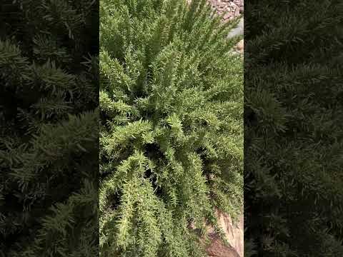 #Rosemary Plant