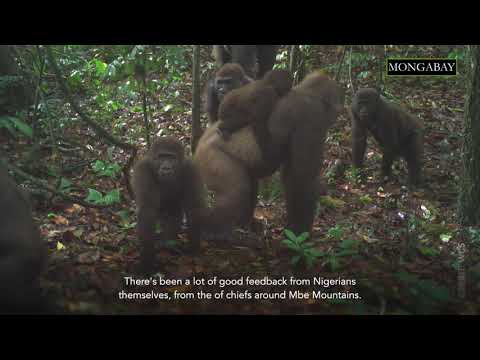 Rare baby gorillas caught on camera in Nigeria's Mbe Mountains