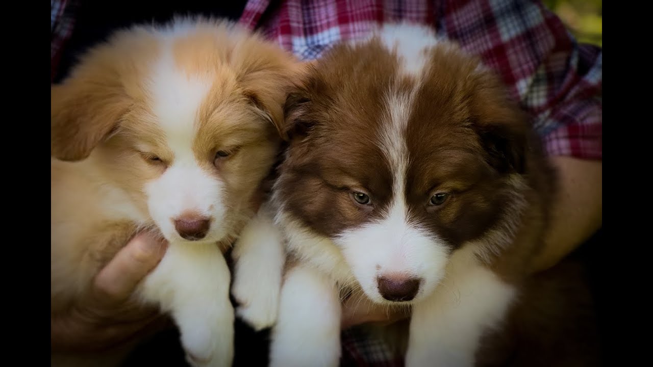 8 week old chocolate sable and red and white border collie puppies looking for their forever homes