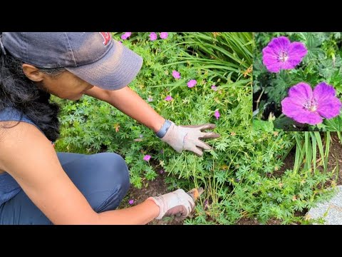 How To Prune Hardy Cranesbill Geranium | Cutting Back Geranium Sanguineum