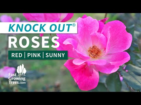 Knock Out® Roses