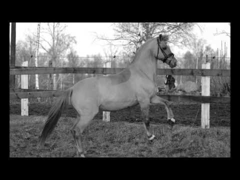 The horse revolutionized our world (ponyta) HD