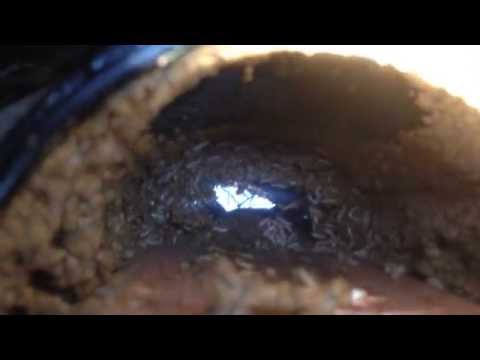 Easy Termite Control Perimeter Monitor with Termites – Teresa R Sosa