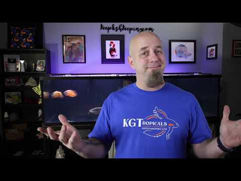 Size Matters! What's The Best Aquarium Size For You?