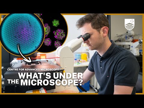 Explore everyday items under the microscope