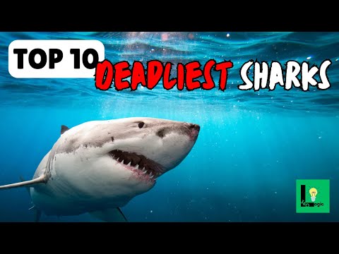 The 10 Deadliest Sharks: The Ocean's Most Feared Predators
