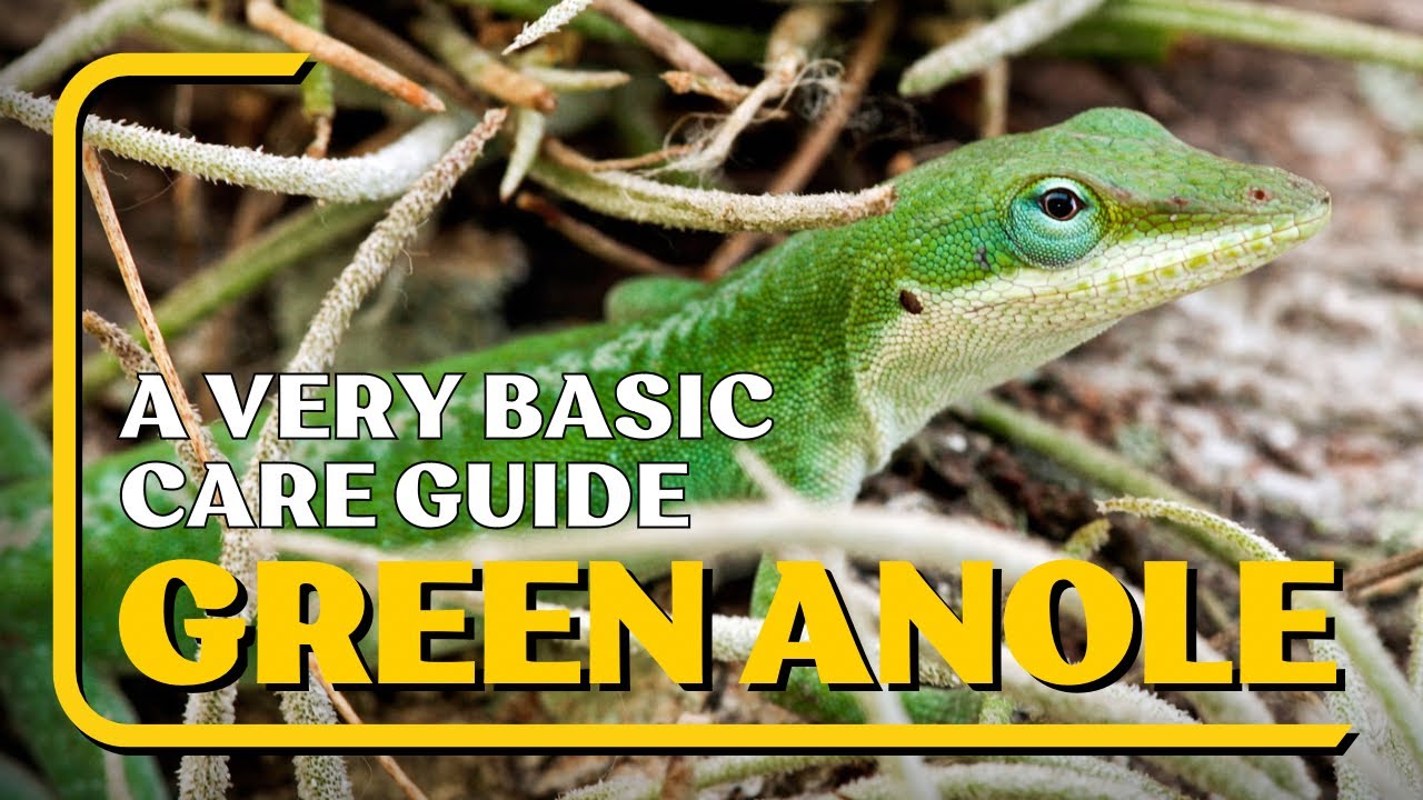 A Very Basic Care Guide - Green Anole