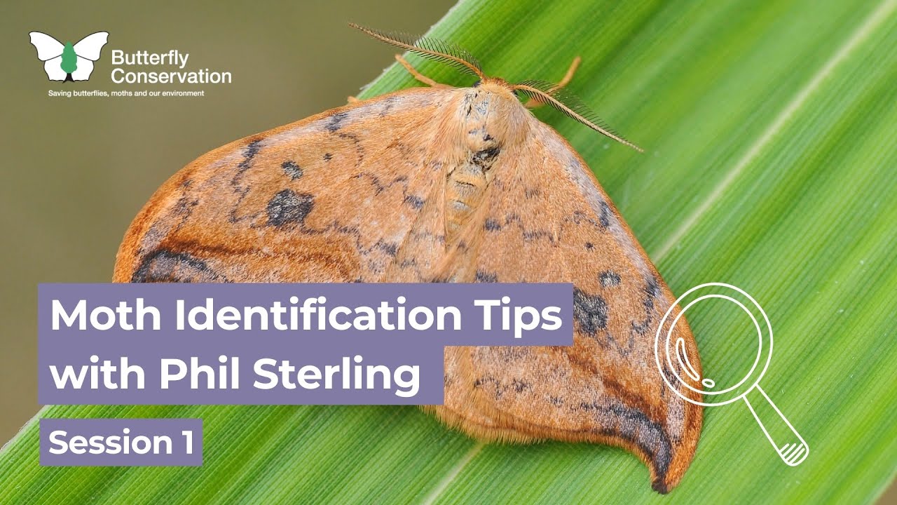 Moth Identification Tips with Phil Sterling: Session 1
