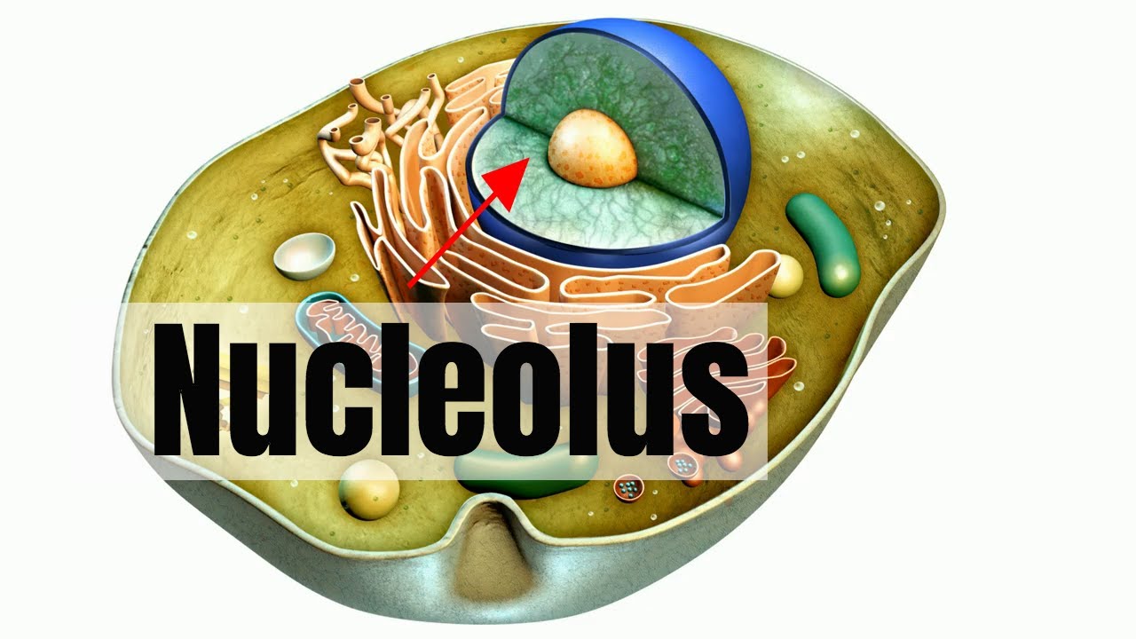What is the nucleolus?