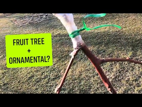 Grafting Fruit Tree Scions to Ornamental Rootstocks | First Time Grafter