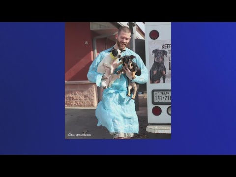 Potentially deadly disease on rise in animal shelters across San Antonio
