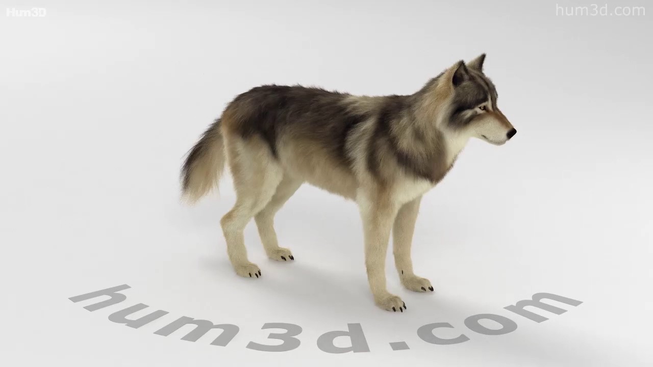 Gray Wolf 3D model by 3DModels.org