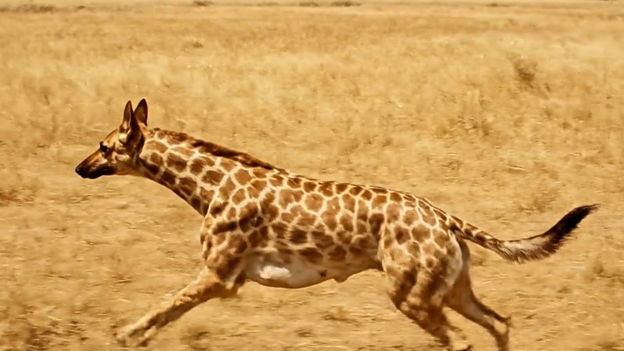Ten of the strangest dogs 