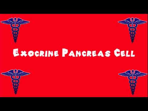 Pronounce Medical Words ― Exocrine Pancreas Cell