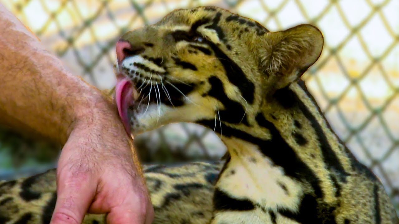 Dok Mai - The Clouded Leopard Cub | The Travel Edit
